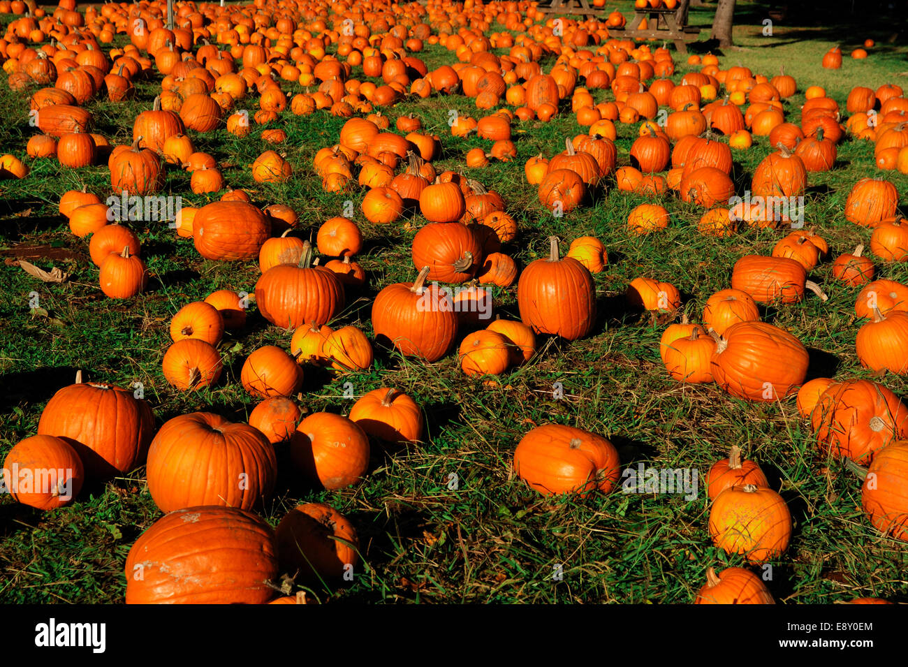 Champ de citrouille Banque de photographies et d’images à haute ...