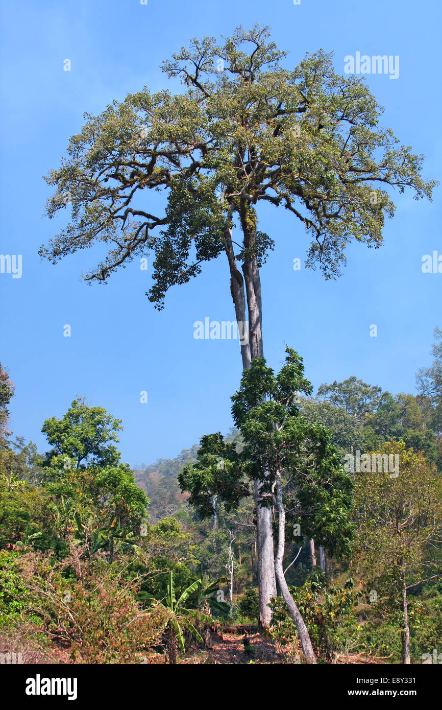 Grand arbre tropical Banque de photographies et d’images à haute ...