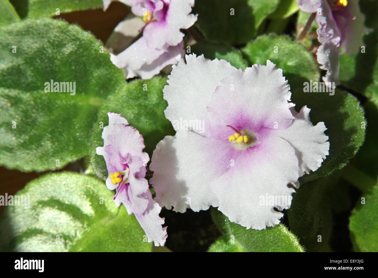 Violette africaines Banque de photographies et d’images à haute ...