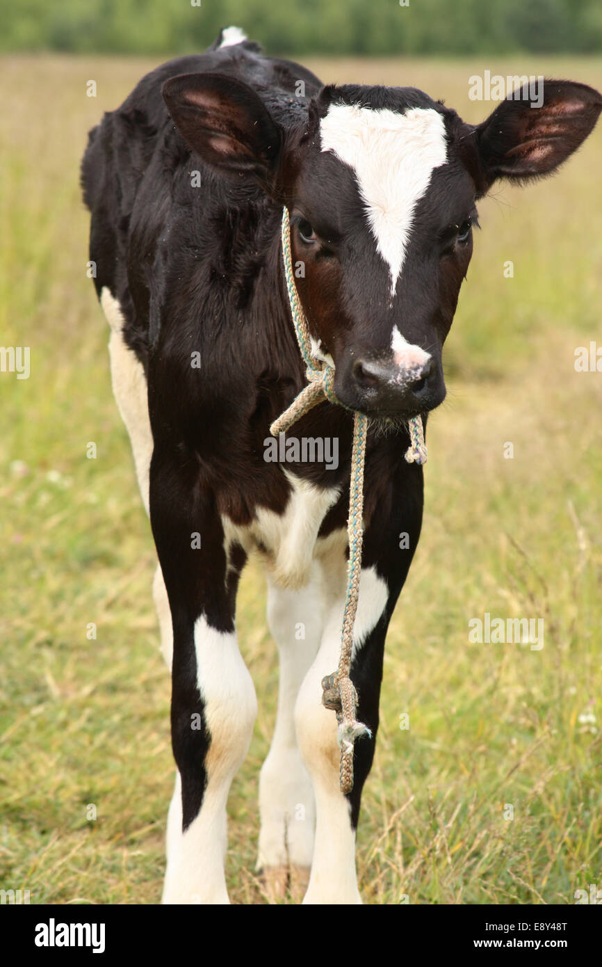 Vache bébé Banque de photographies et d’images à haute résolution - Alamy