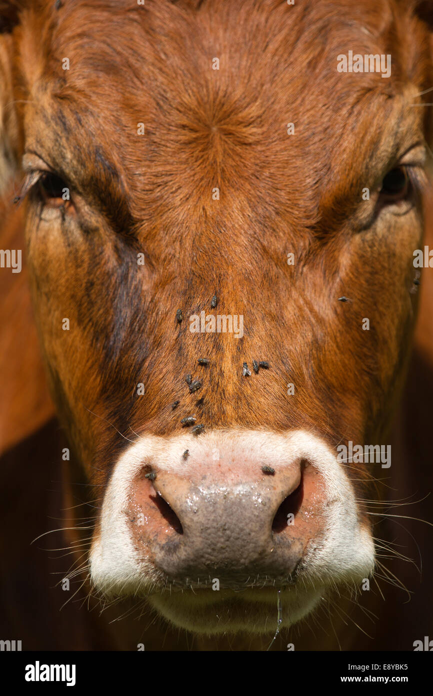 Portrait De Vache Banque d'image et photos - Alamy