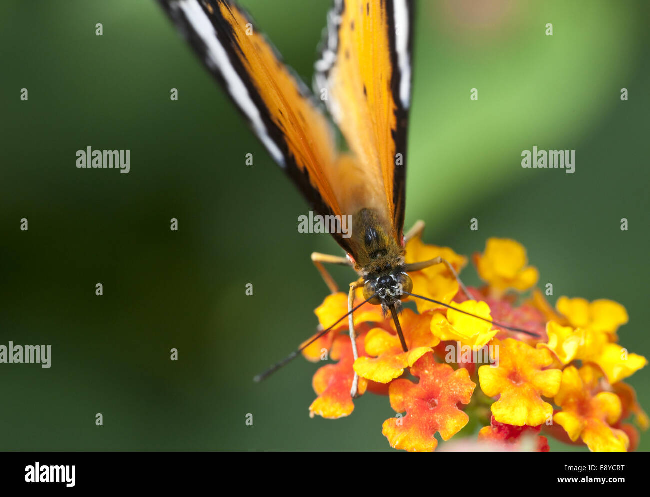 Vol papillon Banque de photographies et d’images à haute résolution - Alamy