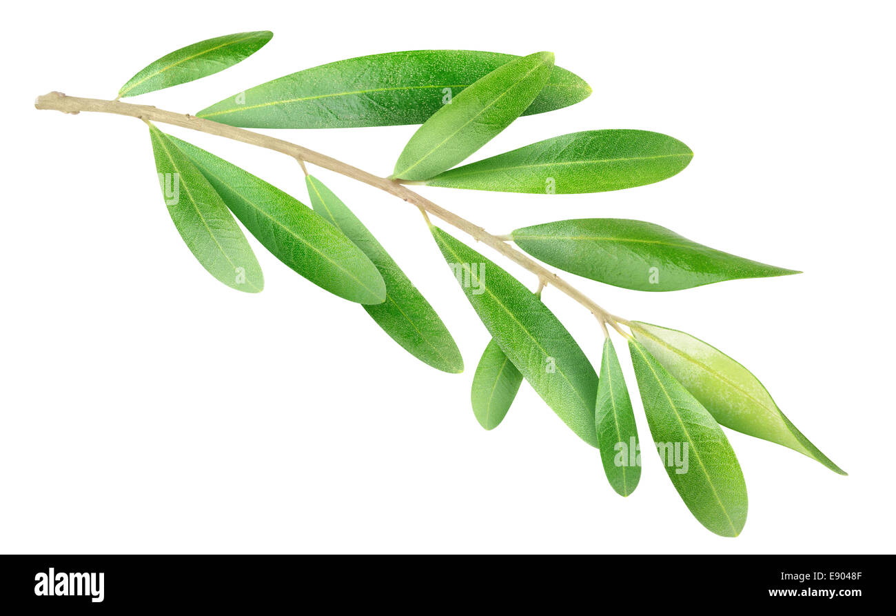 Rameau d'olivier Banque de photographies et d’images à haute résolution ...