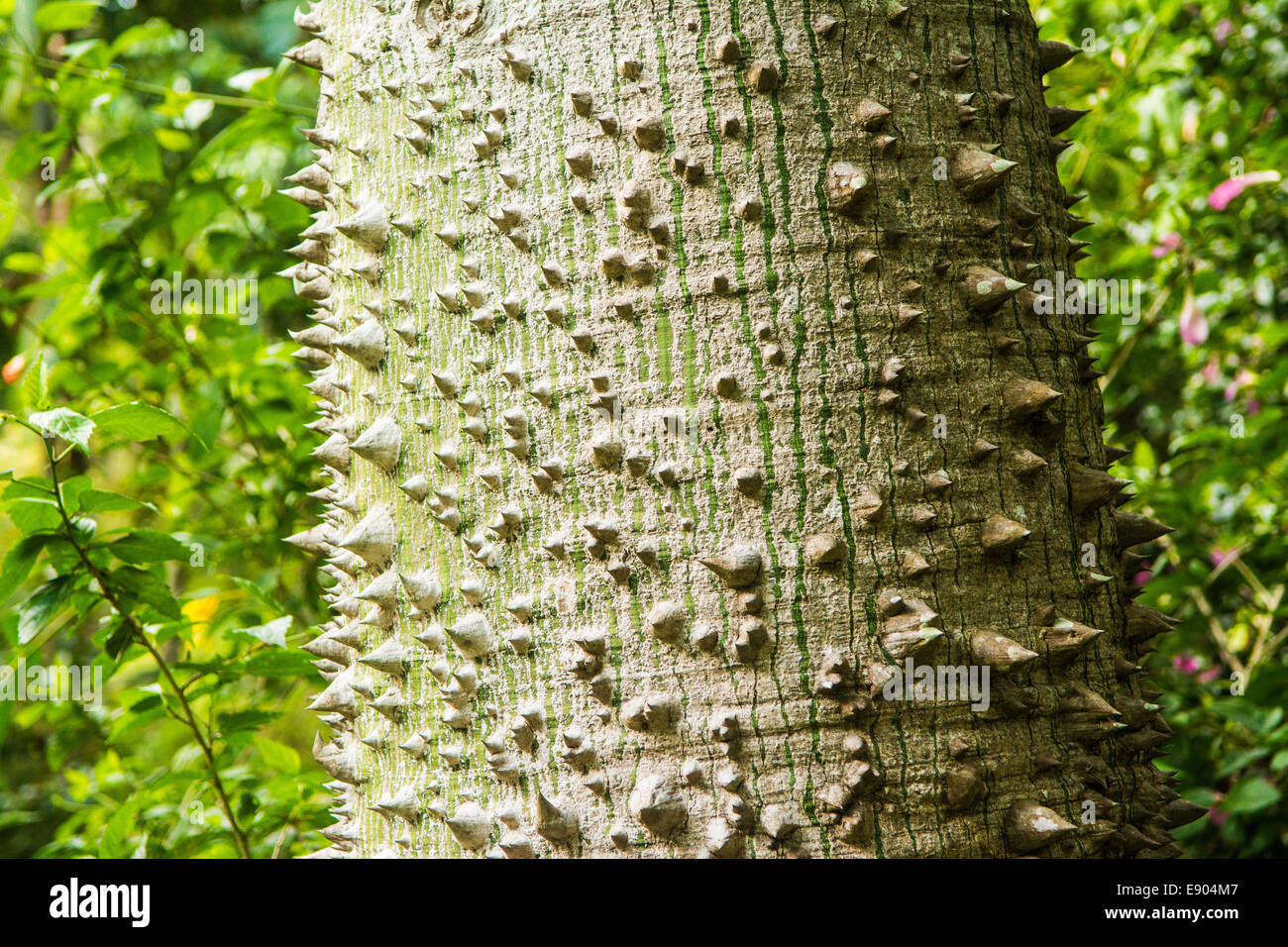 Ceiba speciosa tronc Banque de photographies et d’images à haute ...