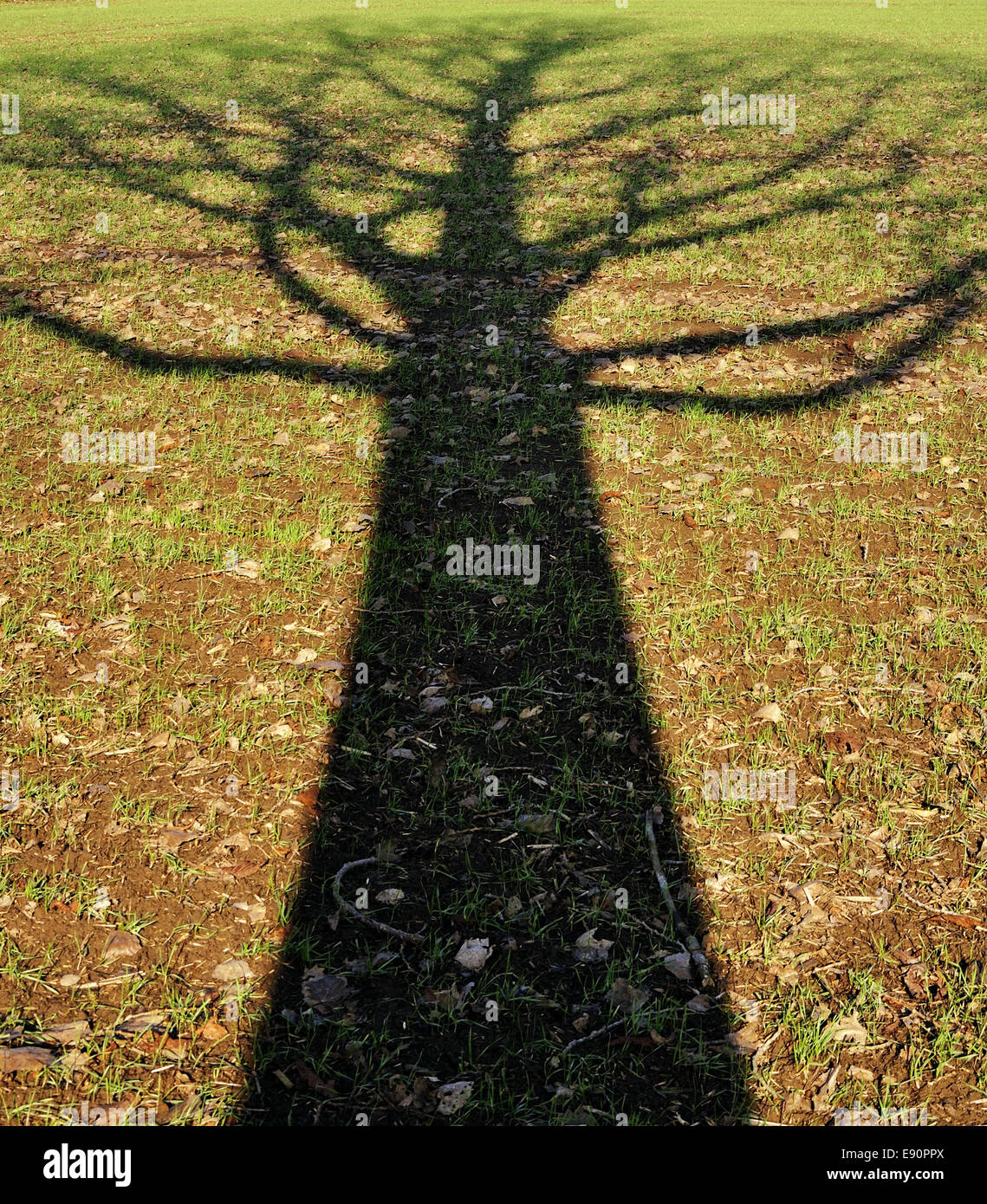 Ombre de l'arbre Banque de photographies et d’images à haute résolution ...