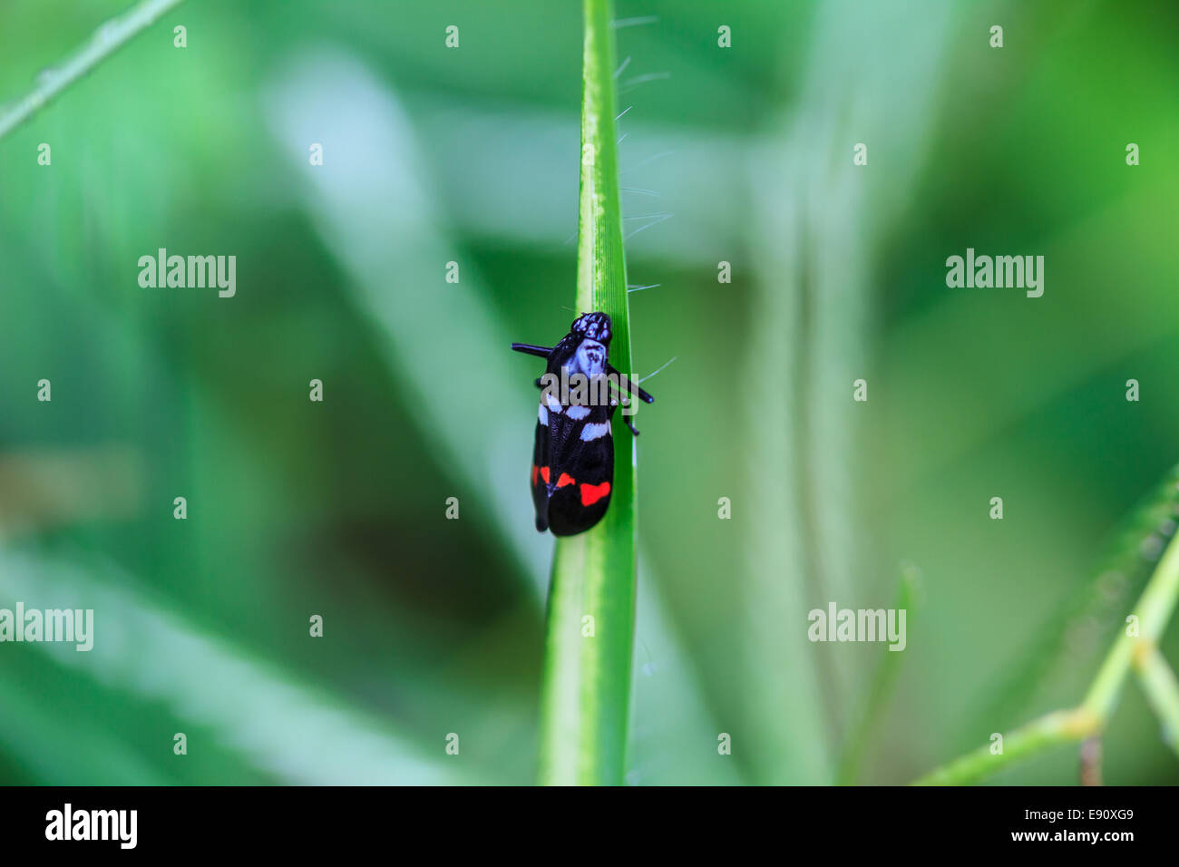 Queue verte Banque de photographies et d’images à haute résolution - Alamy