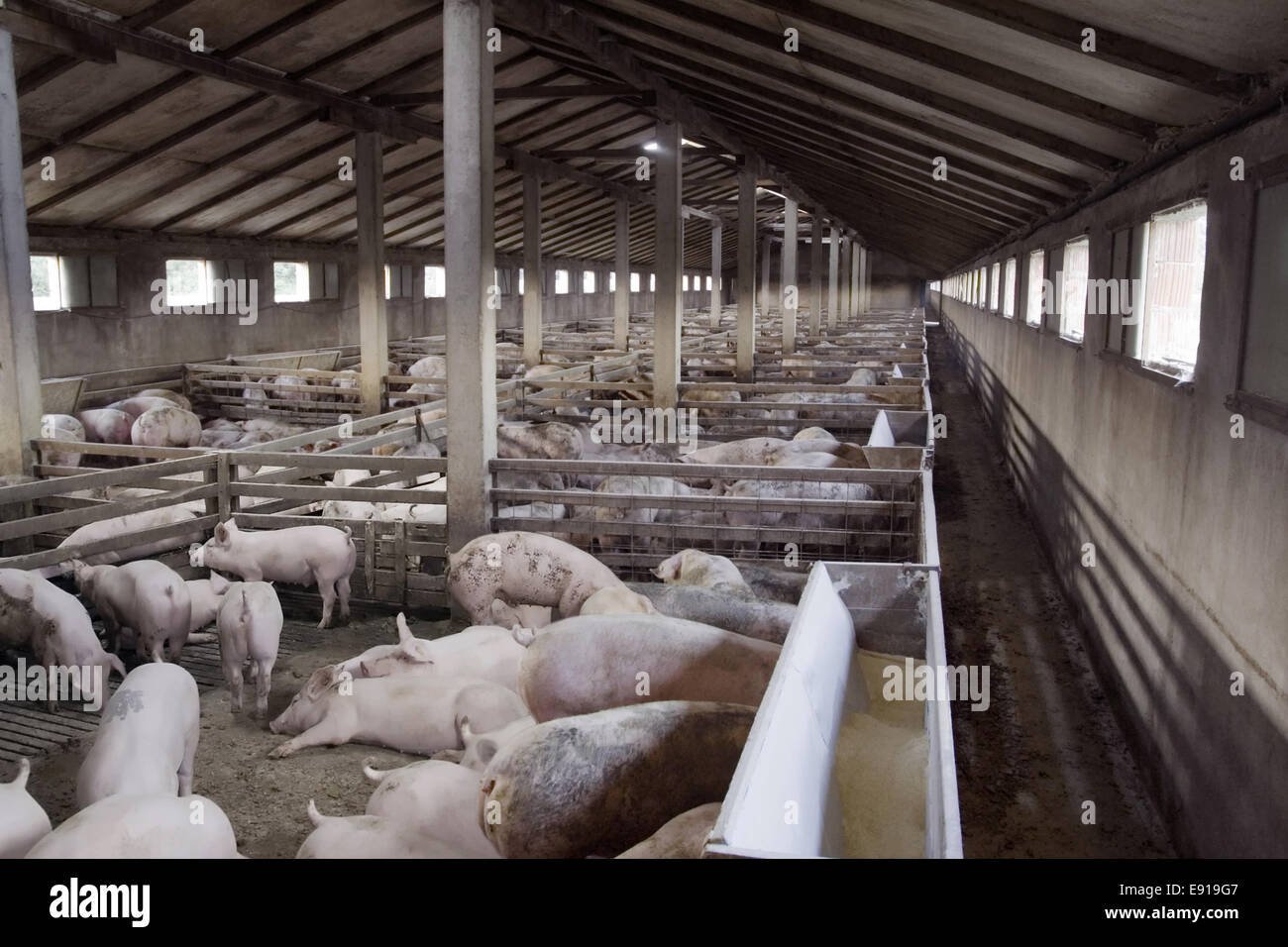 Ferme d’élevage porcin Photo Stock - Alamy