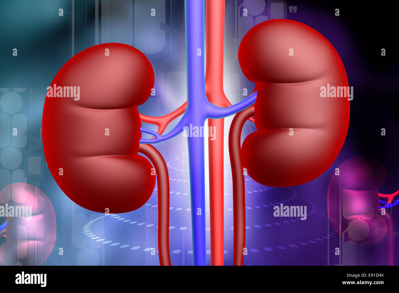 Human kidney Banque de photographies et d’images à haute résolution - Alamy