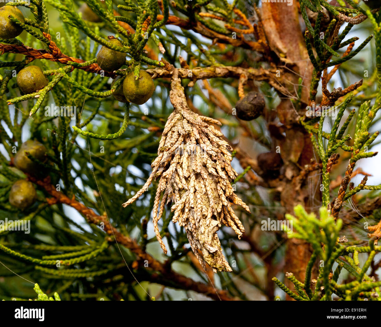 Bagworm moth cocoon Banque de photographies et d’images à haute ...