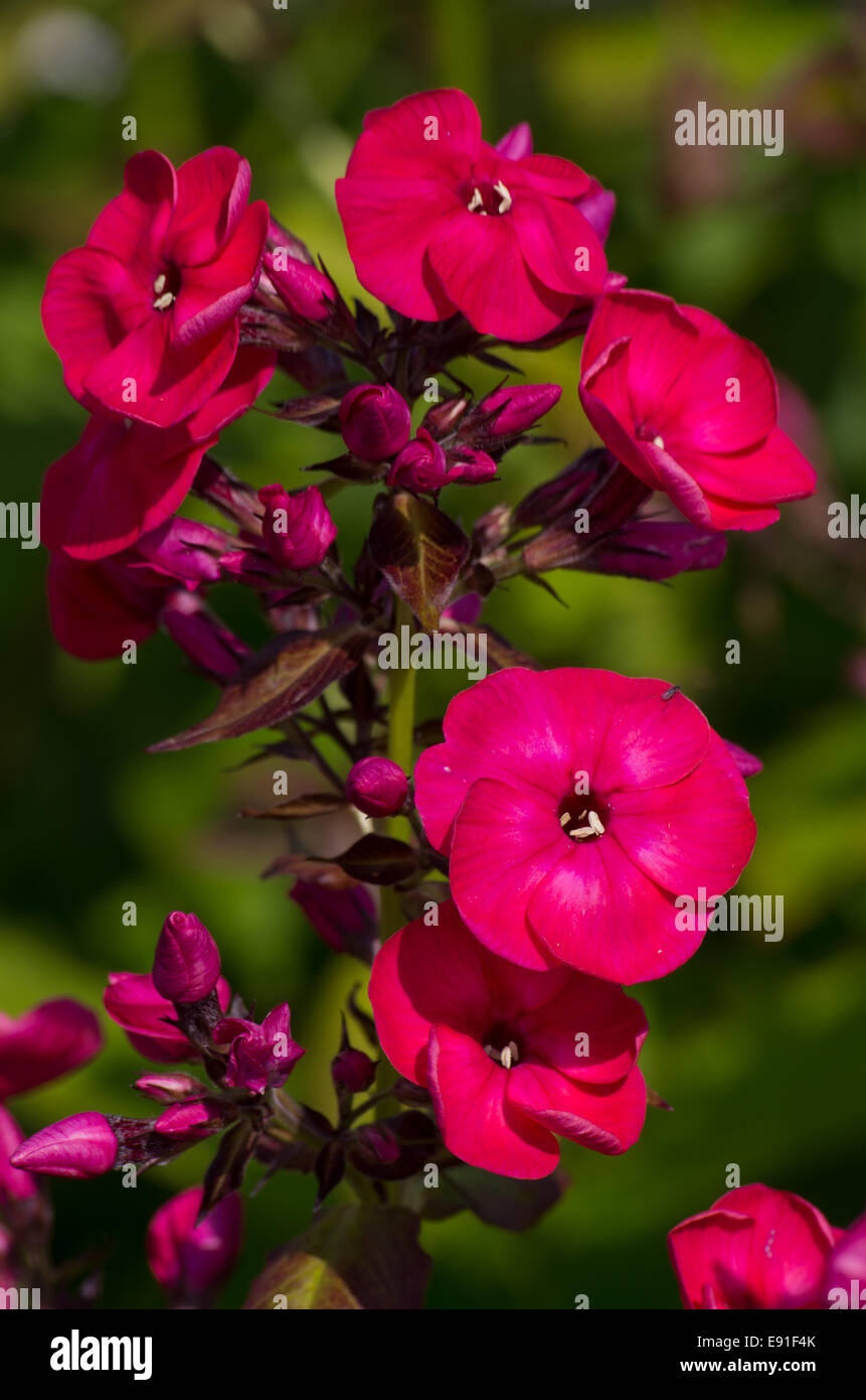 Flamme rouge Banque de photographies et d’images à haute résolution - Alamy