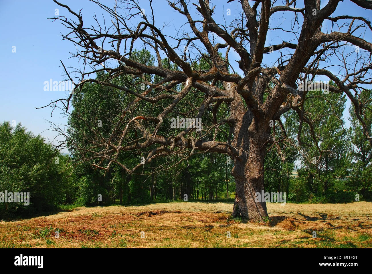 Un Arbre Solitaire Sans Feuilles Banque d'image et photos - Alamy