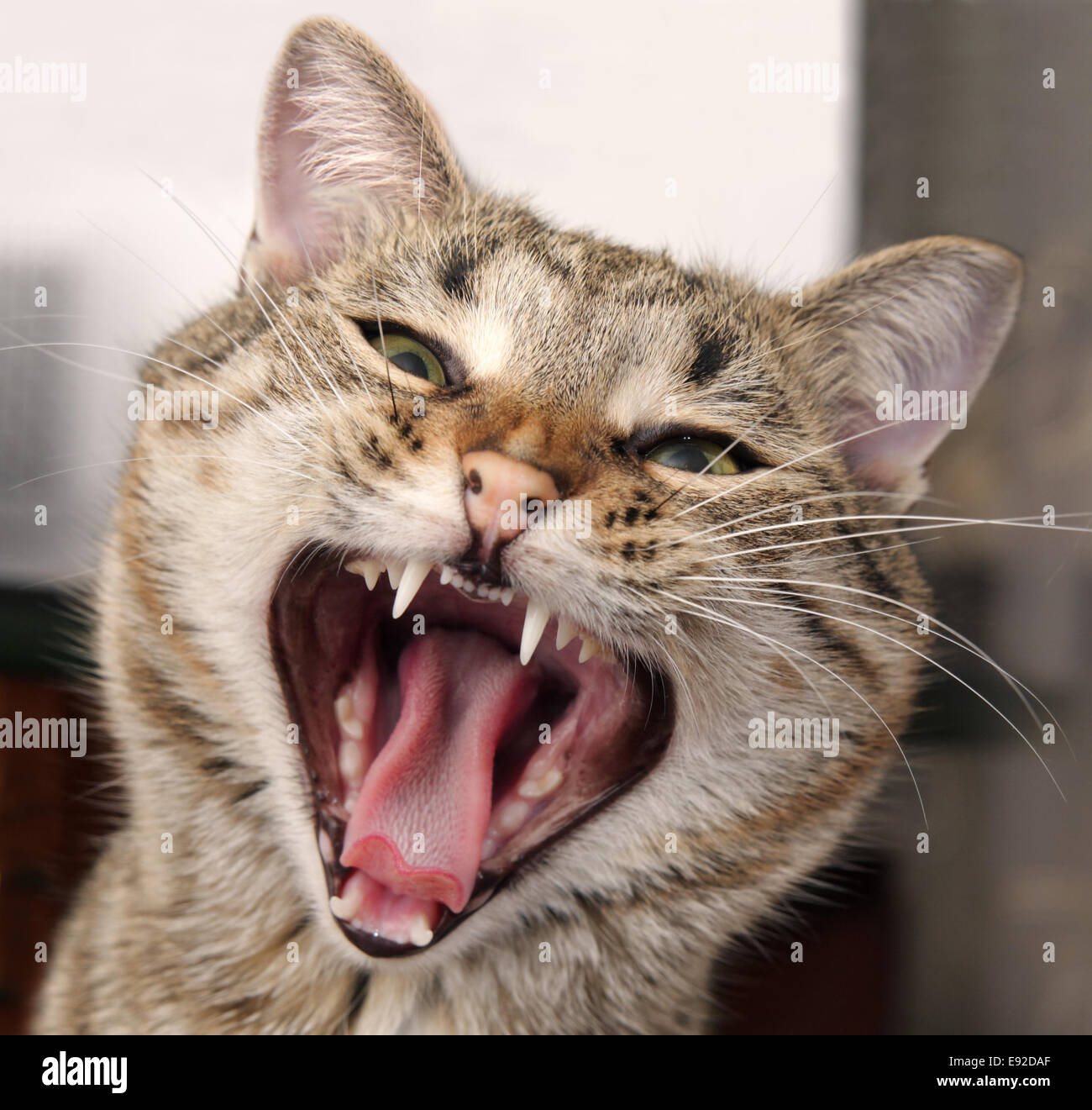 Langage du chat Banque de photographies et d’images à haute résolution ...