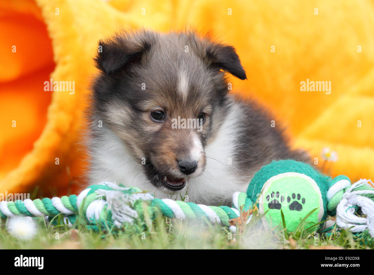 Dog shetland sheepdog sheltie puppy Banque de photographies et d’images à haute résolution - Alamy