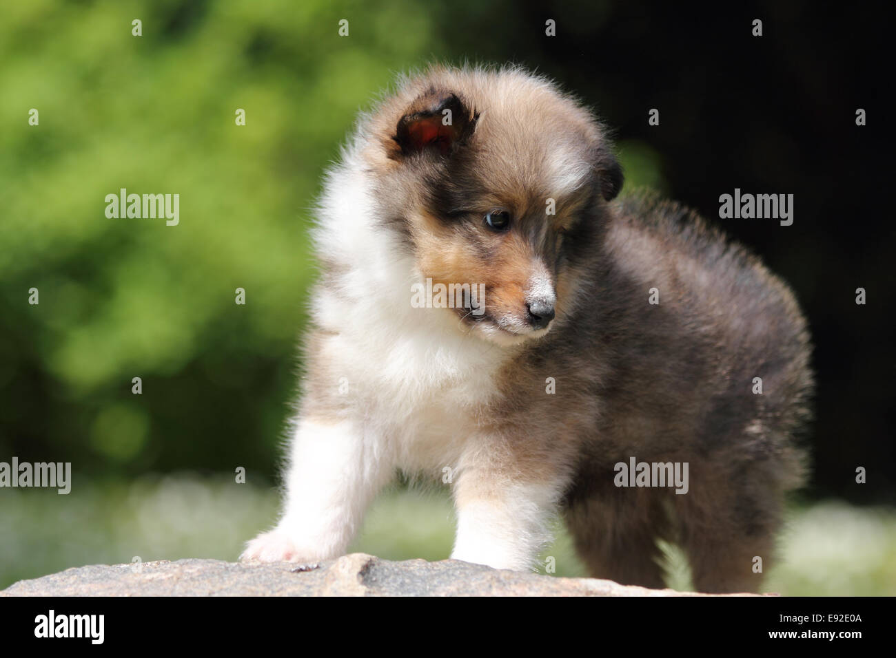 Dog shetland sheepdog sheltie puppy Banque de photographies et d’images à haute résolution - Alamy