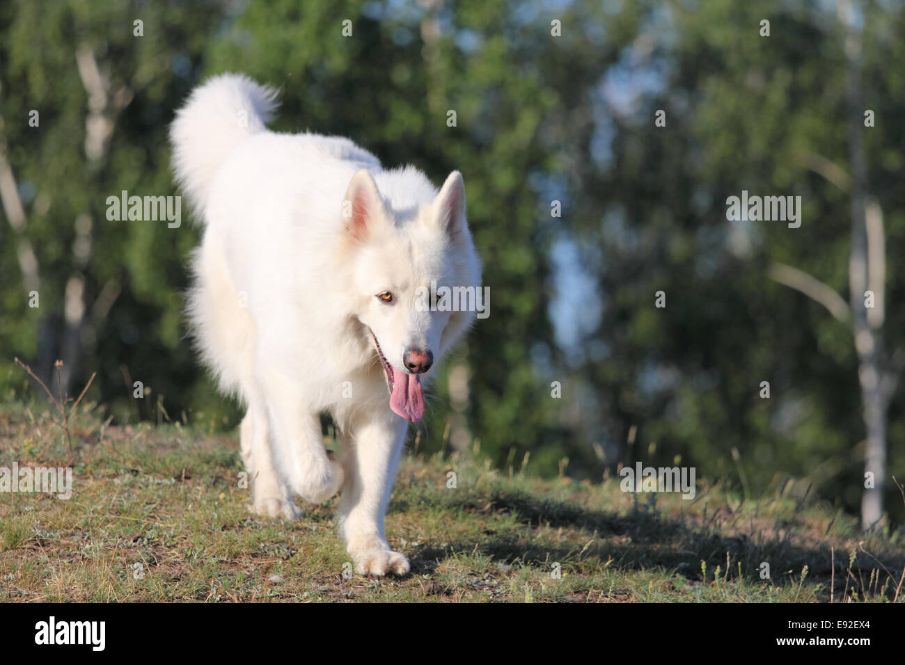 Bergers suisses blancs Banque de photographies et d’images à haute résolution - Alamy