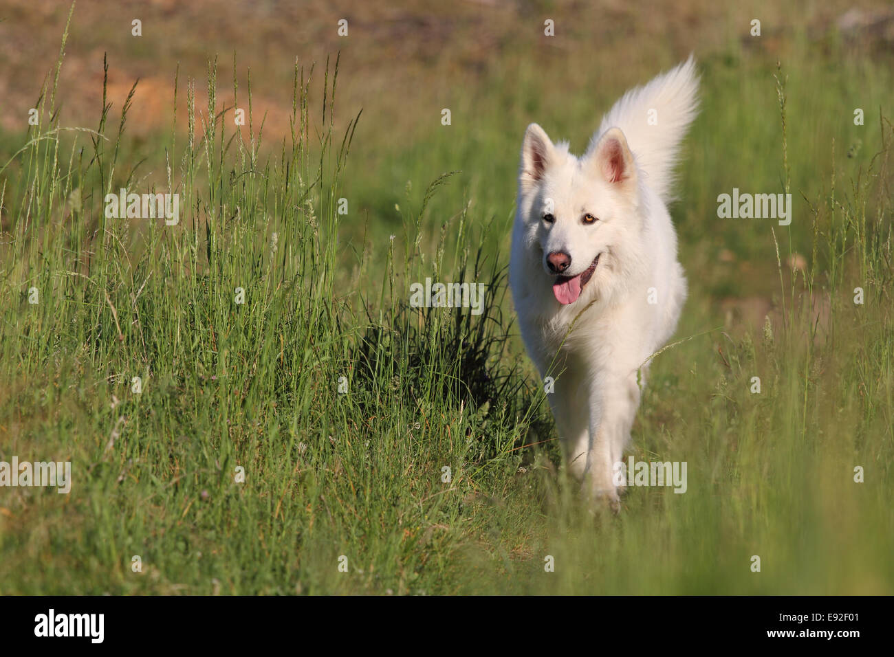 Chiens de berger blancs Banque de photographies et d’images à haute résolution - Page 2 - Alamy