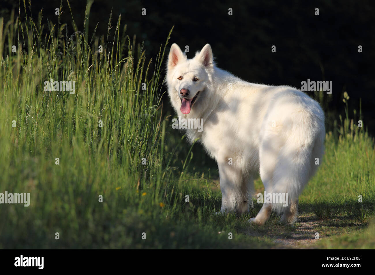 Chiens de berger blancs Banque de photographies et d’images à haute résolution - Alamy