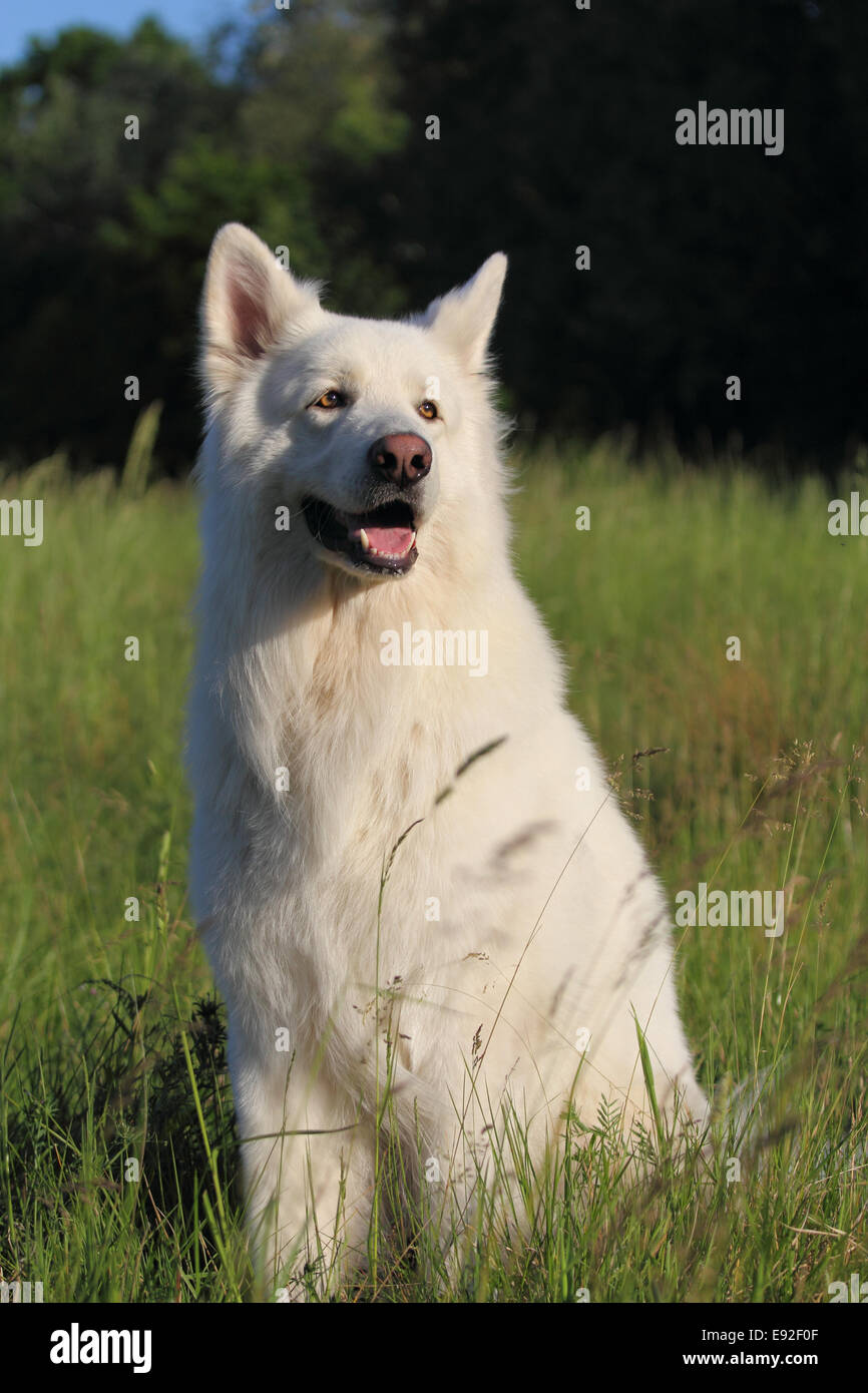 Chiens de berger blancs Banque de photographies et d’images à haute résolution - Alamy