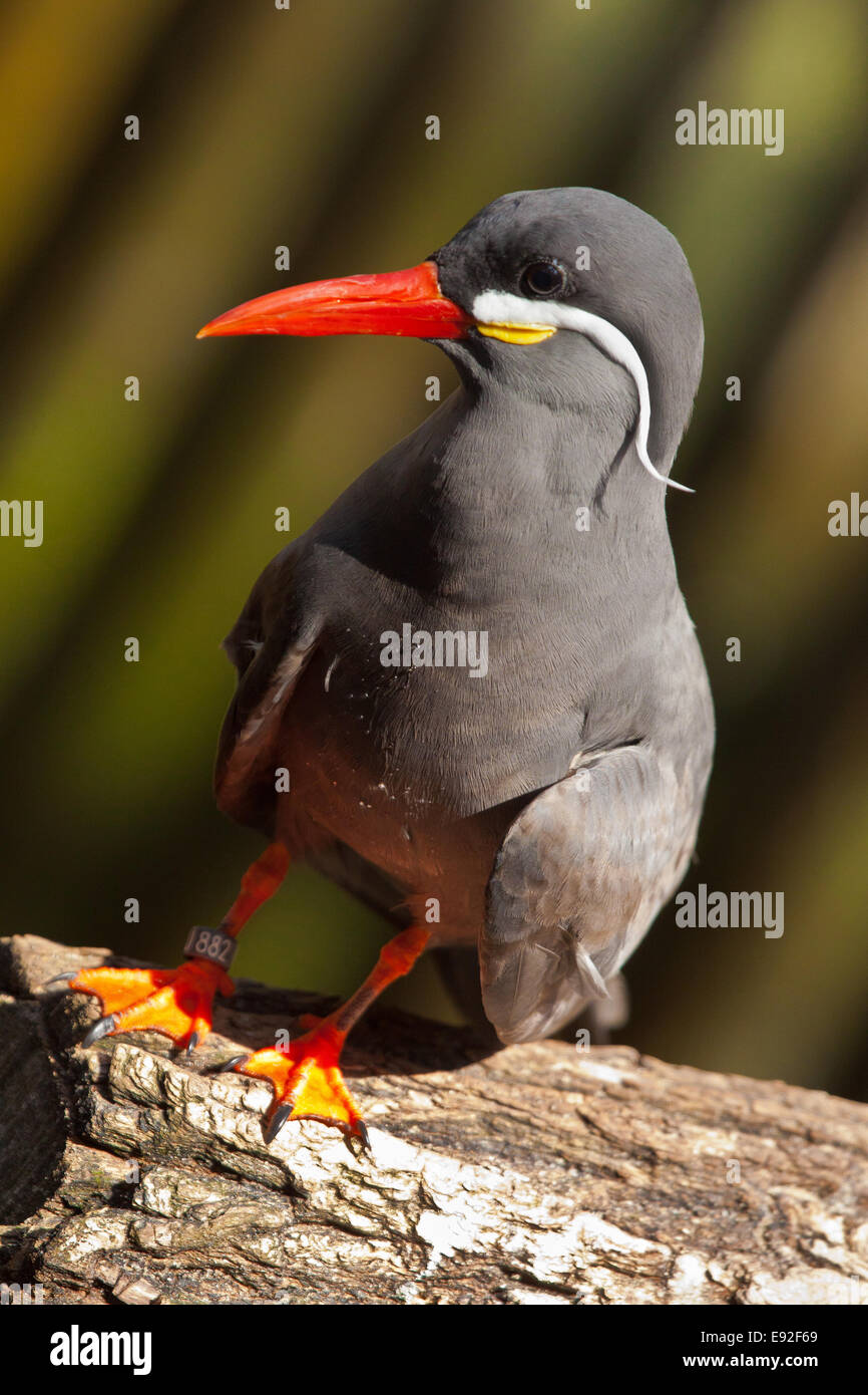 Sterne inca Banque de photographies et d’images à haute résolution - Alamy