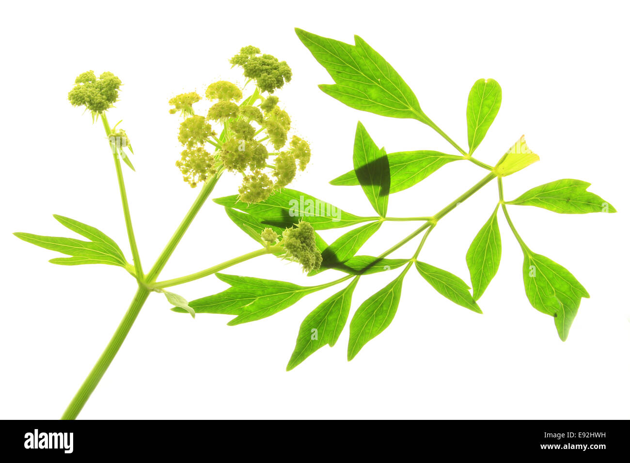 Lovage Levisticum Officinale Banque d'image et photos - Alamy