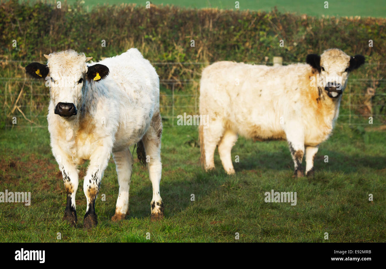 Parc bovins Banque de photographies et d’images à haute résolution - Alamy