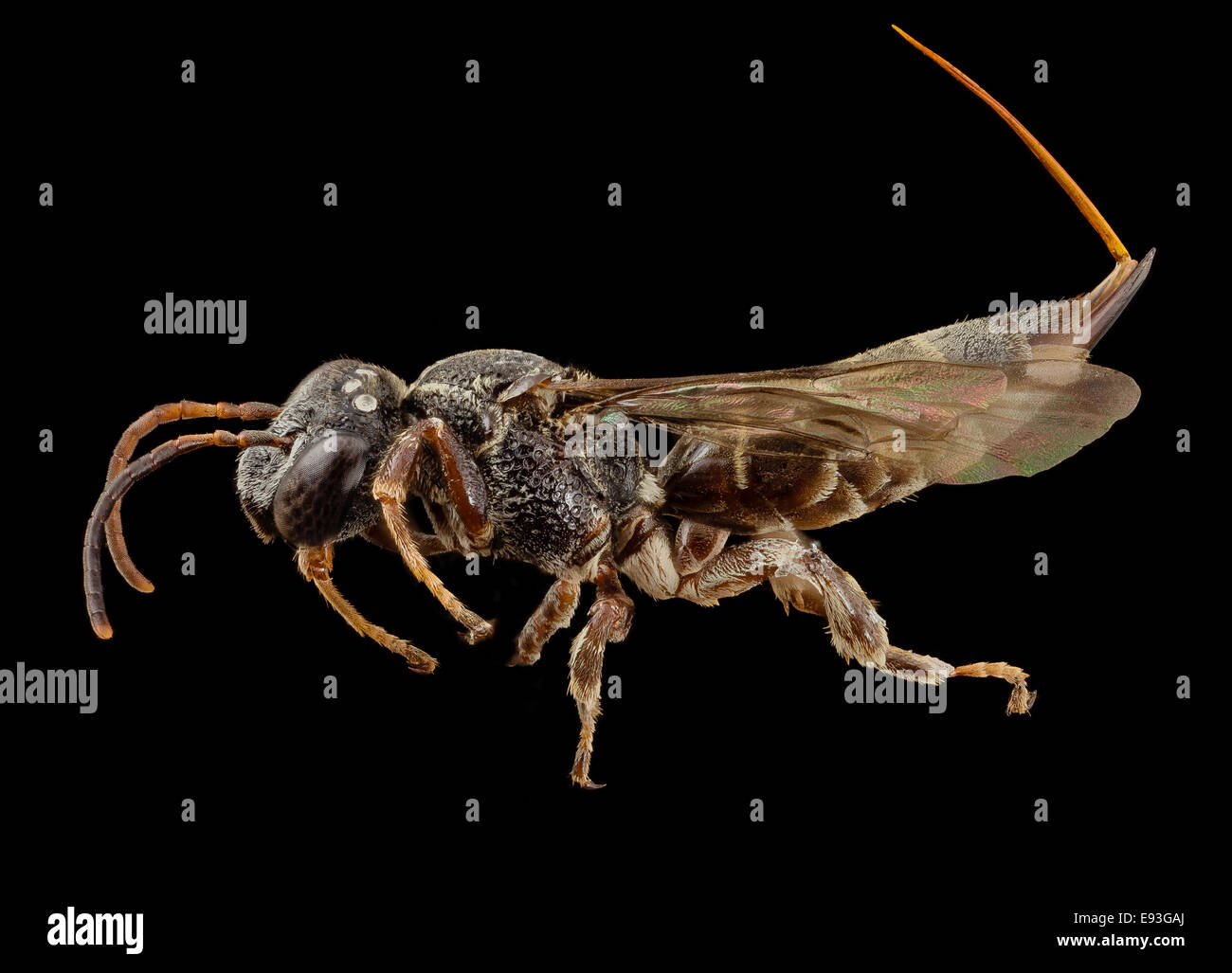 Vue latérale d'une abeille femelle Coelioxoides waltheriae, espèce ...