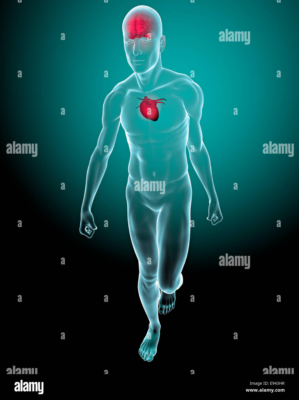 Corps humain avec du coeur et du cerveau x-ray Photo Stock - Alamy