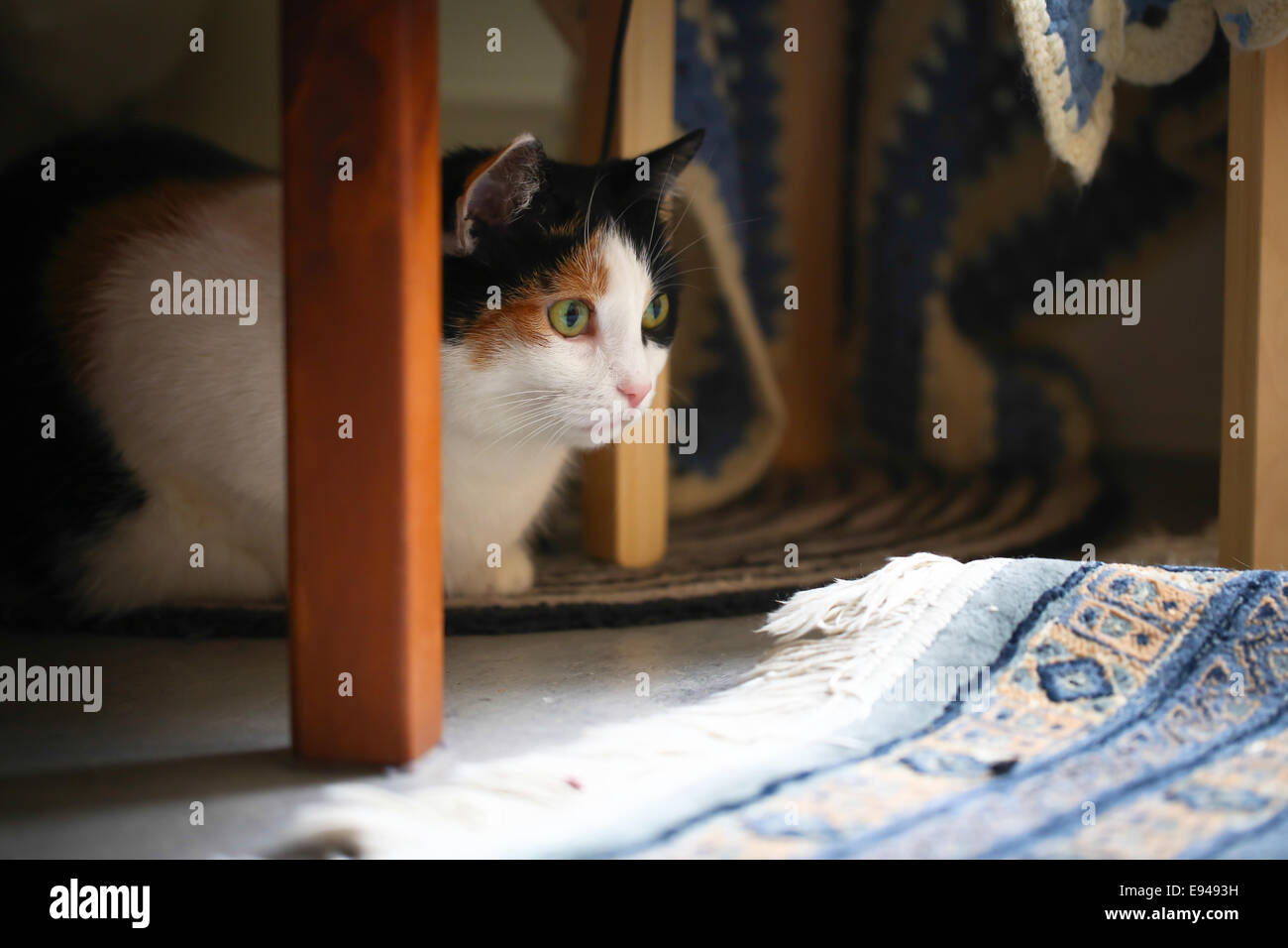 Chat calicot Banque de photographies et d’images à haute résolution - Alamy