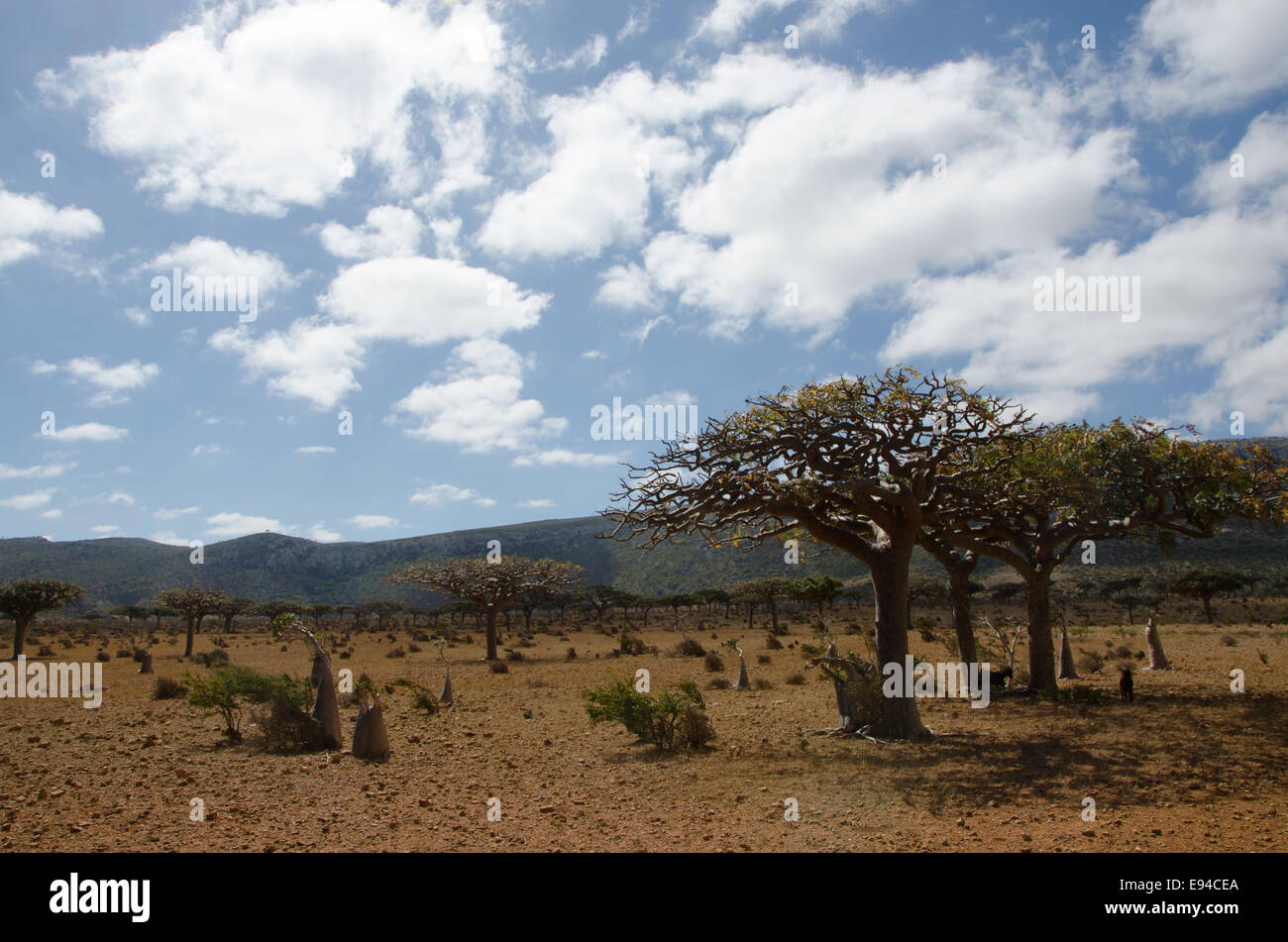 L'île de Socotra, au Yémen : aperçu de la forêt dans les arbres Le Sang ...