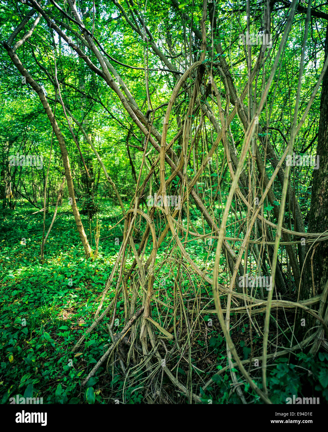Lianes Dans Les Forêts Humides – VHKTX
