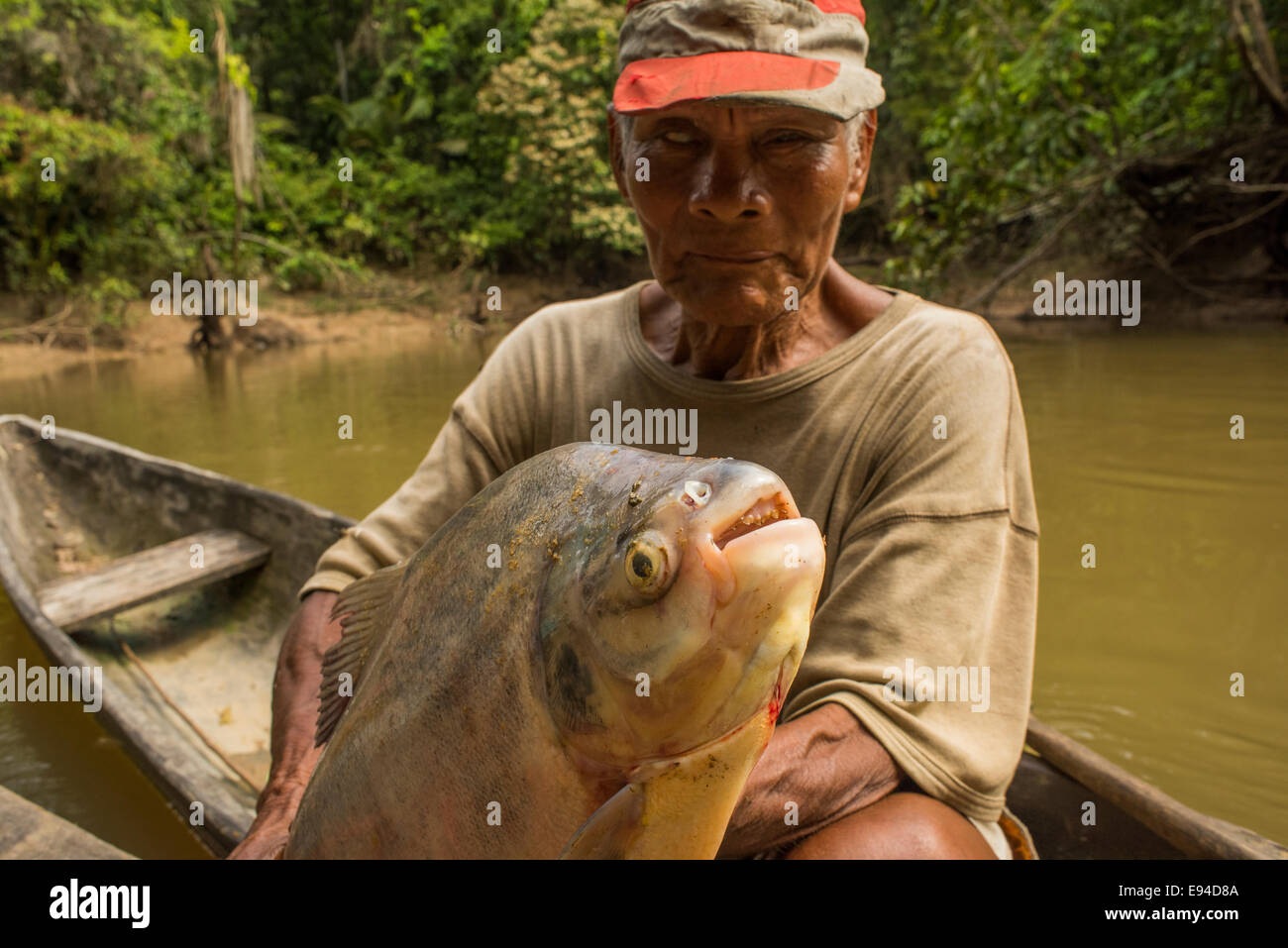 Pacu rouge Banque de photographies et d’images à haute résolution - Alamy
