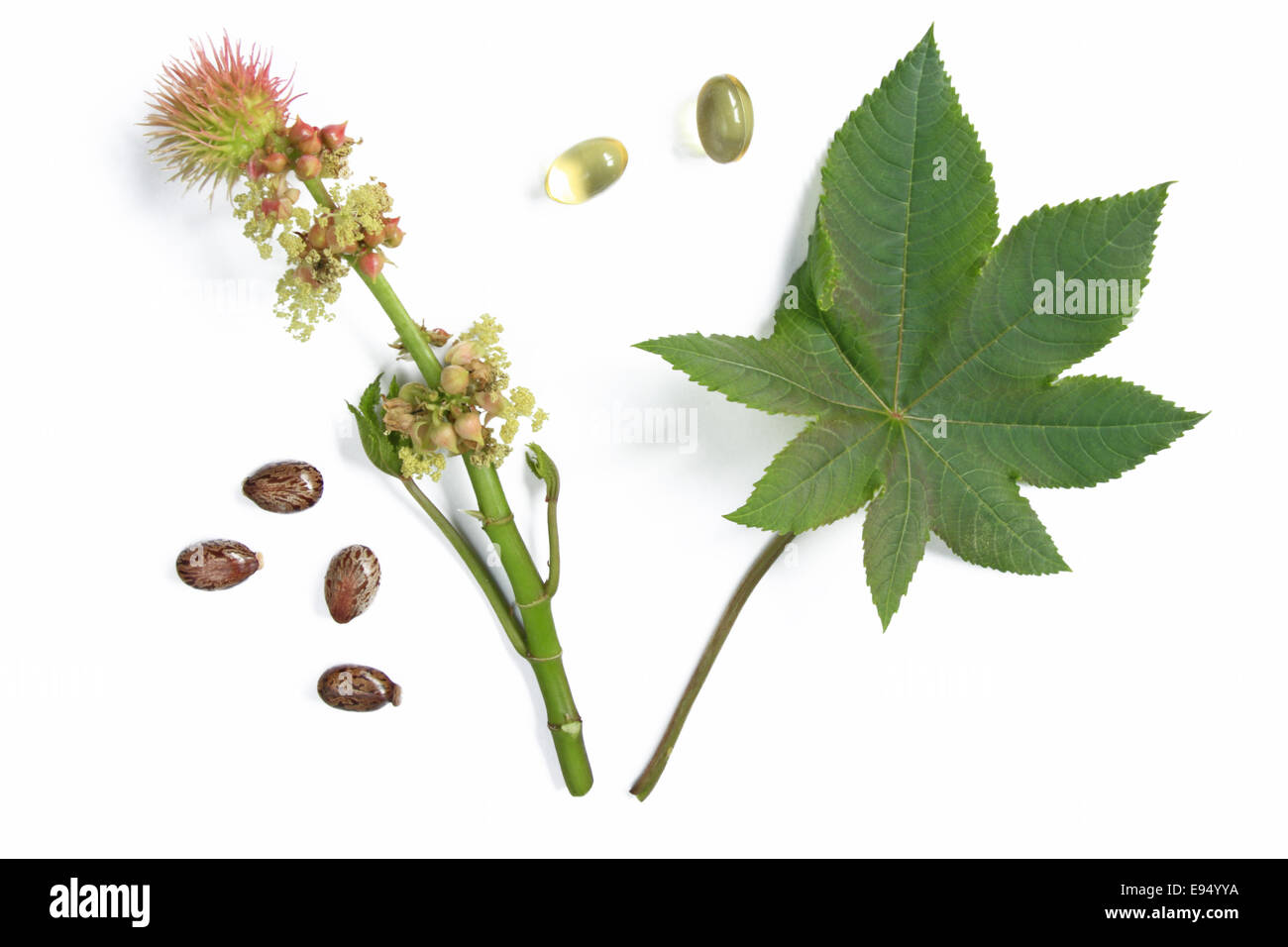 Ricinus communis plant Banque de photographies et d’images à haute ...