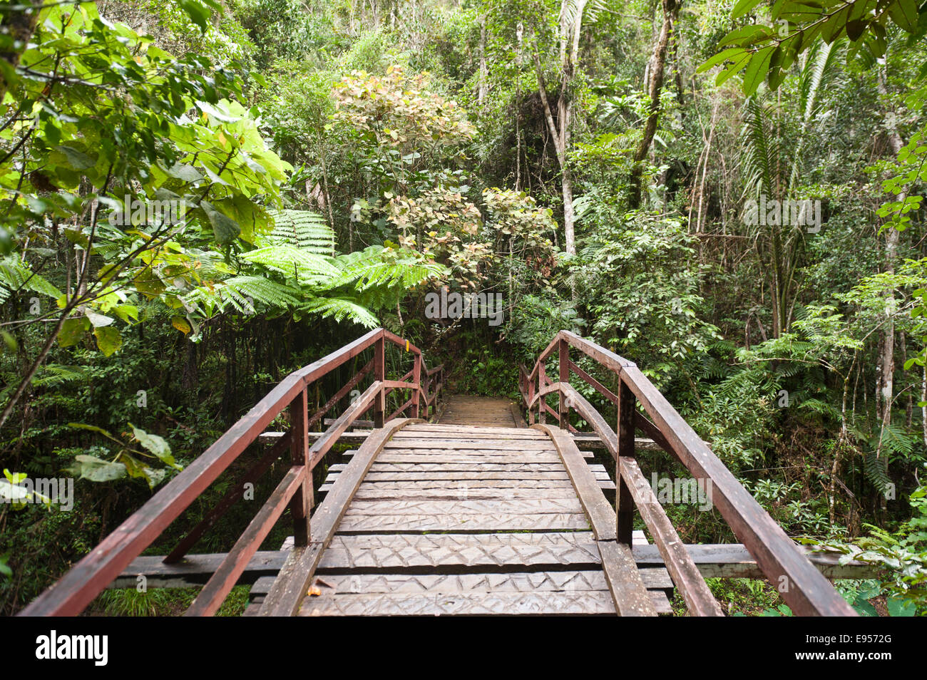 Pont en bois qui mène à la jungle dense, la forêt primaire, Parc ...