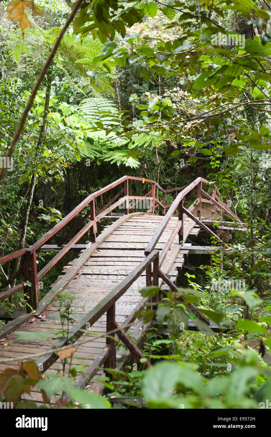Pont en bois qui mène à la jungle dense, la forêt primaire, Parc ...