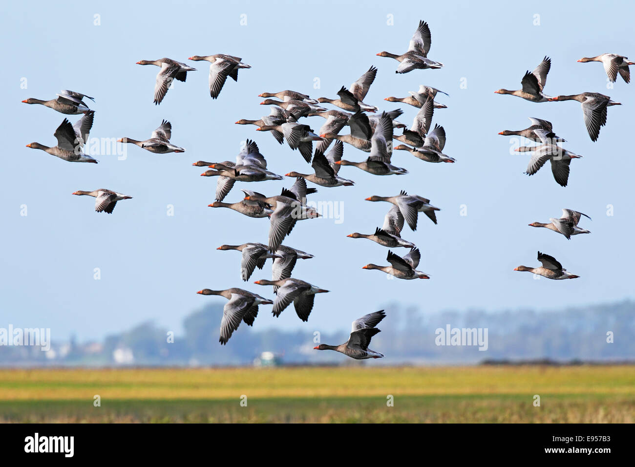 Migration des oiseaux Banque de photographies et d’images à haute ...