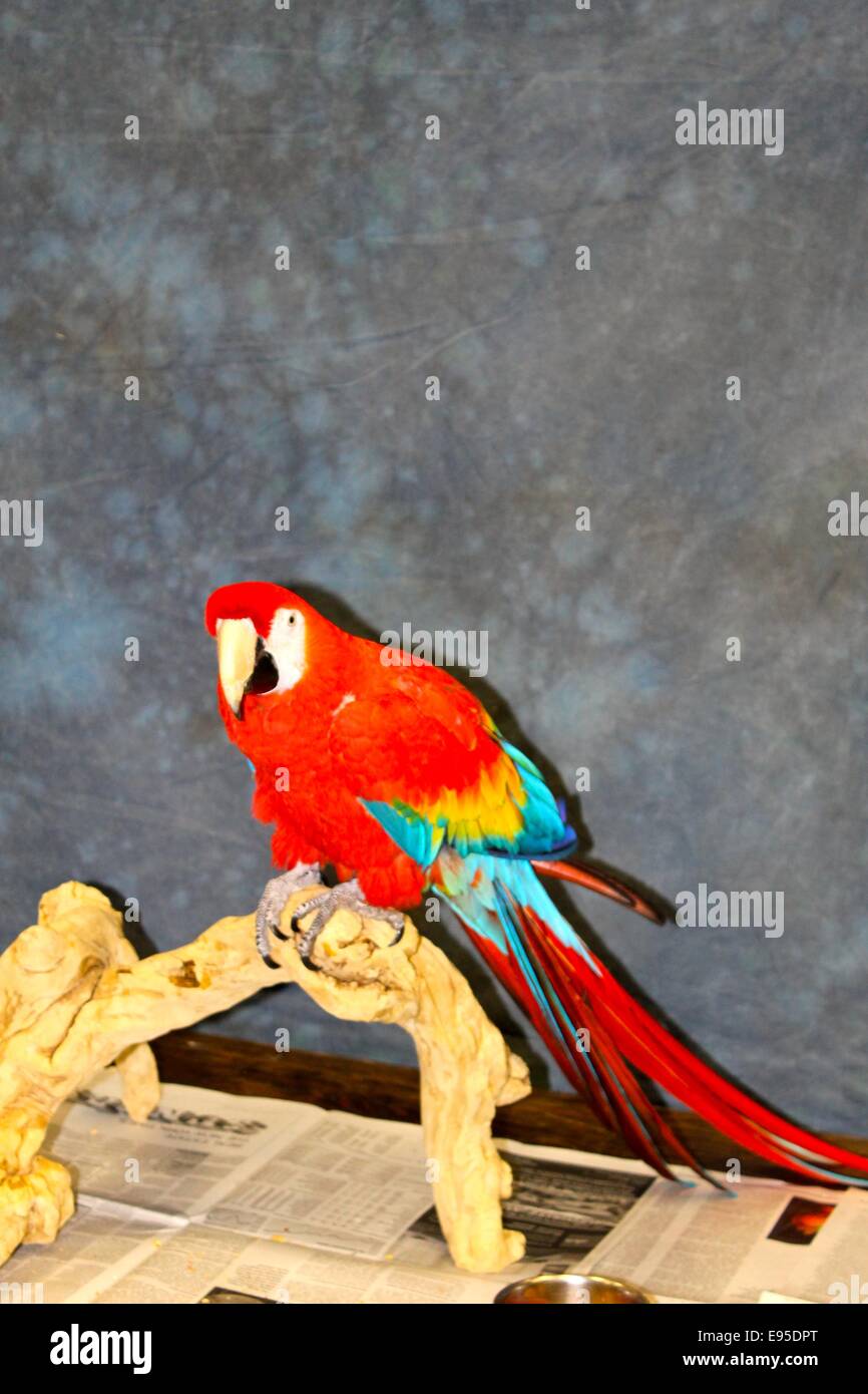 Polly the parrot Banque de photographies et d’images à haute résolution ...