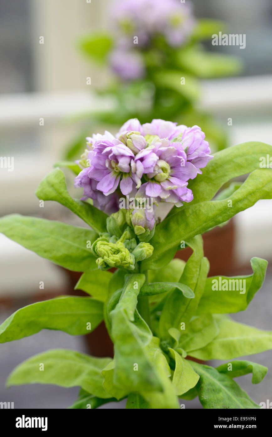 Matthiola incana Banque de photographies et d’images à haute résolution ...