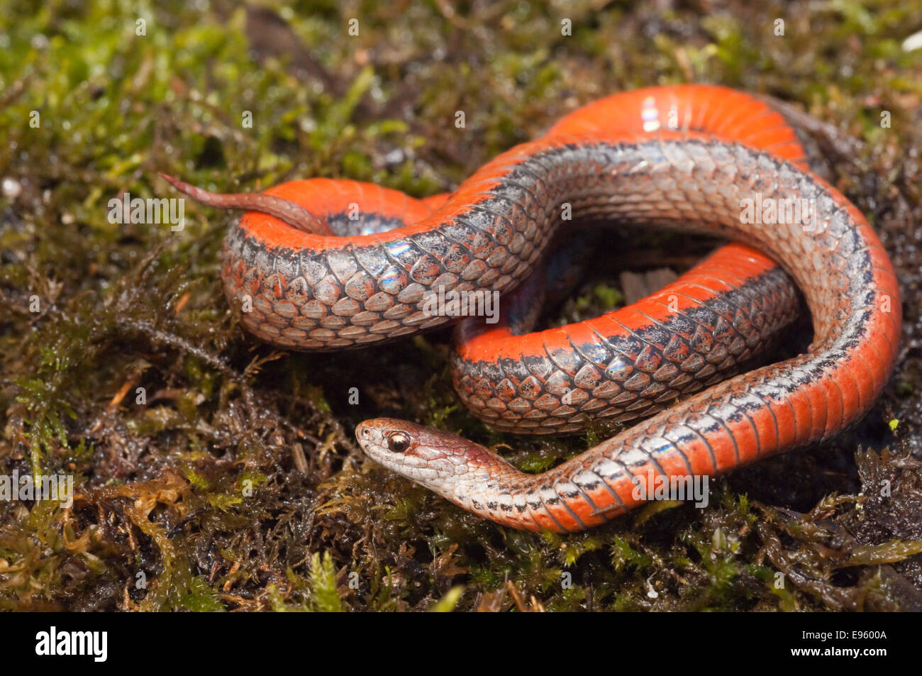 Storeria occipitomaculata Banque de photographies et d’images à haute ...