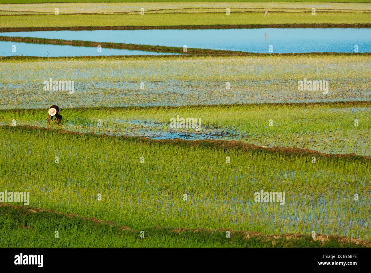 Paysage de rizière madagascar Banque de photographies et d’images à ...