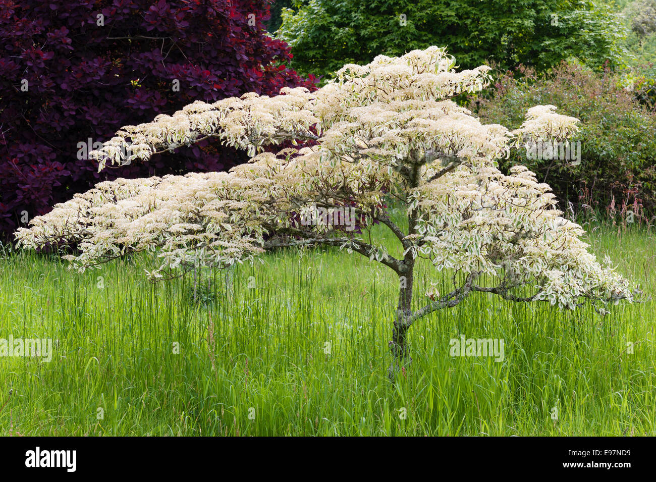 Cornus Controversa Variegata Banque d'image et photos - Alamy