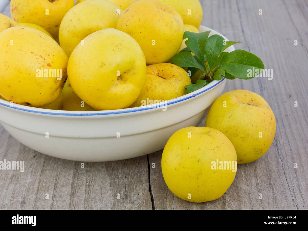 Feuille de coing Banque de photographies et d’images à haute résolution ...