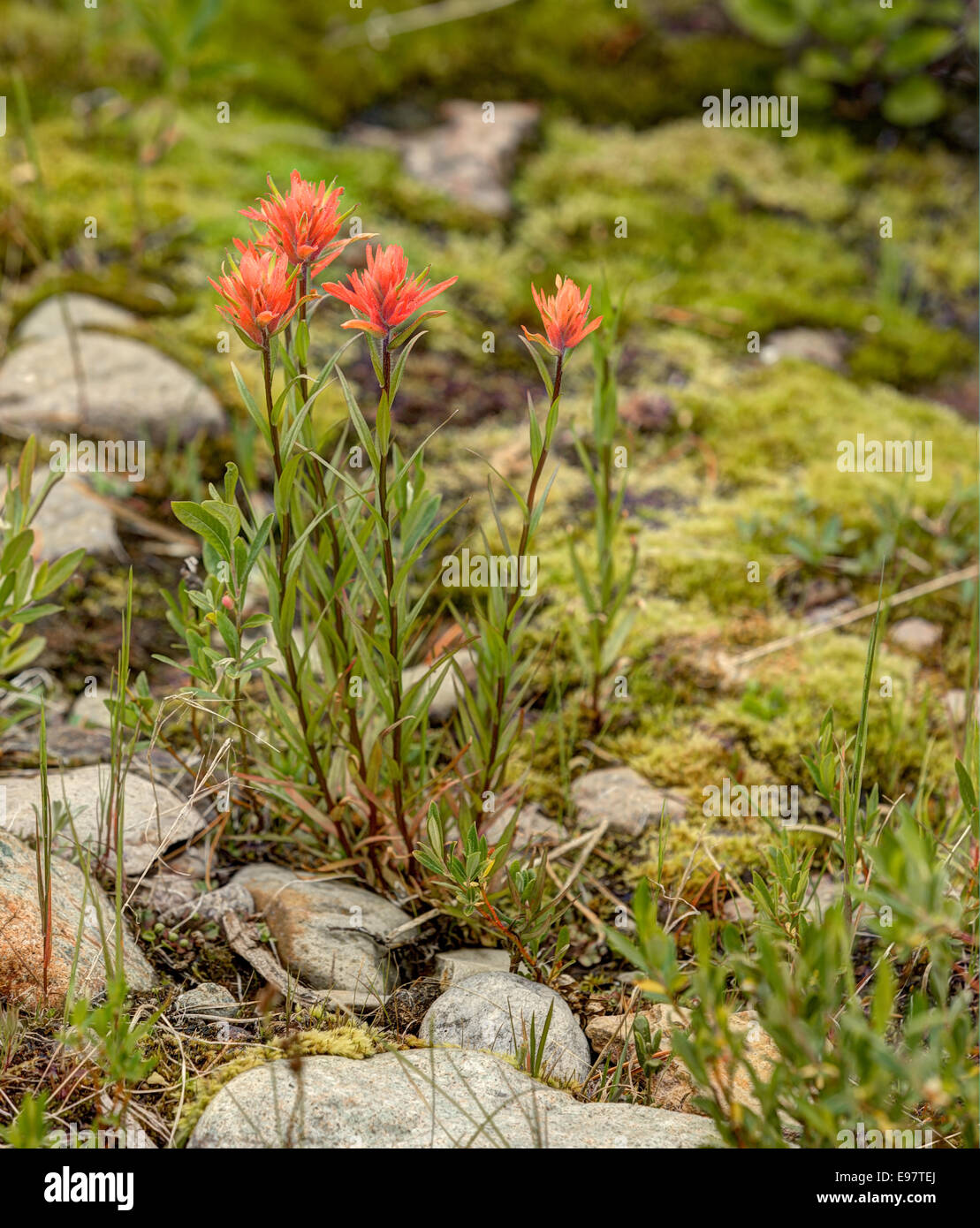 Indian paint brush flower Banque de photographies et d’images à haute ...
