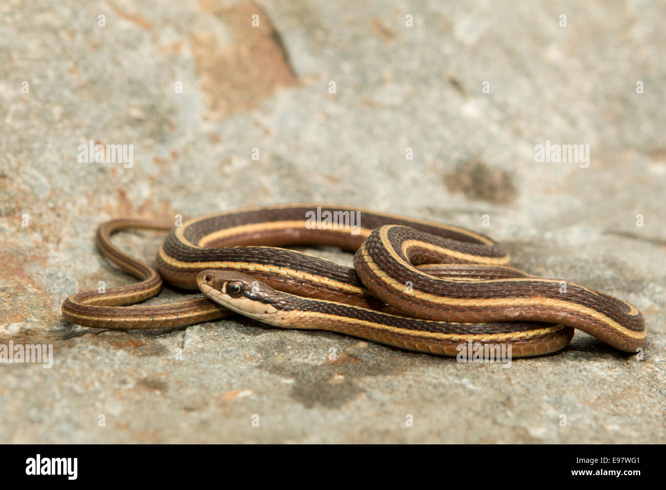 Serpent maigre Banque de photographies et d’images à haute résolution - Alamy