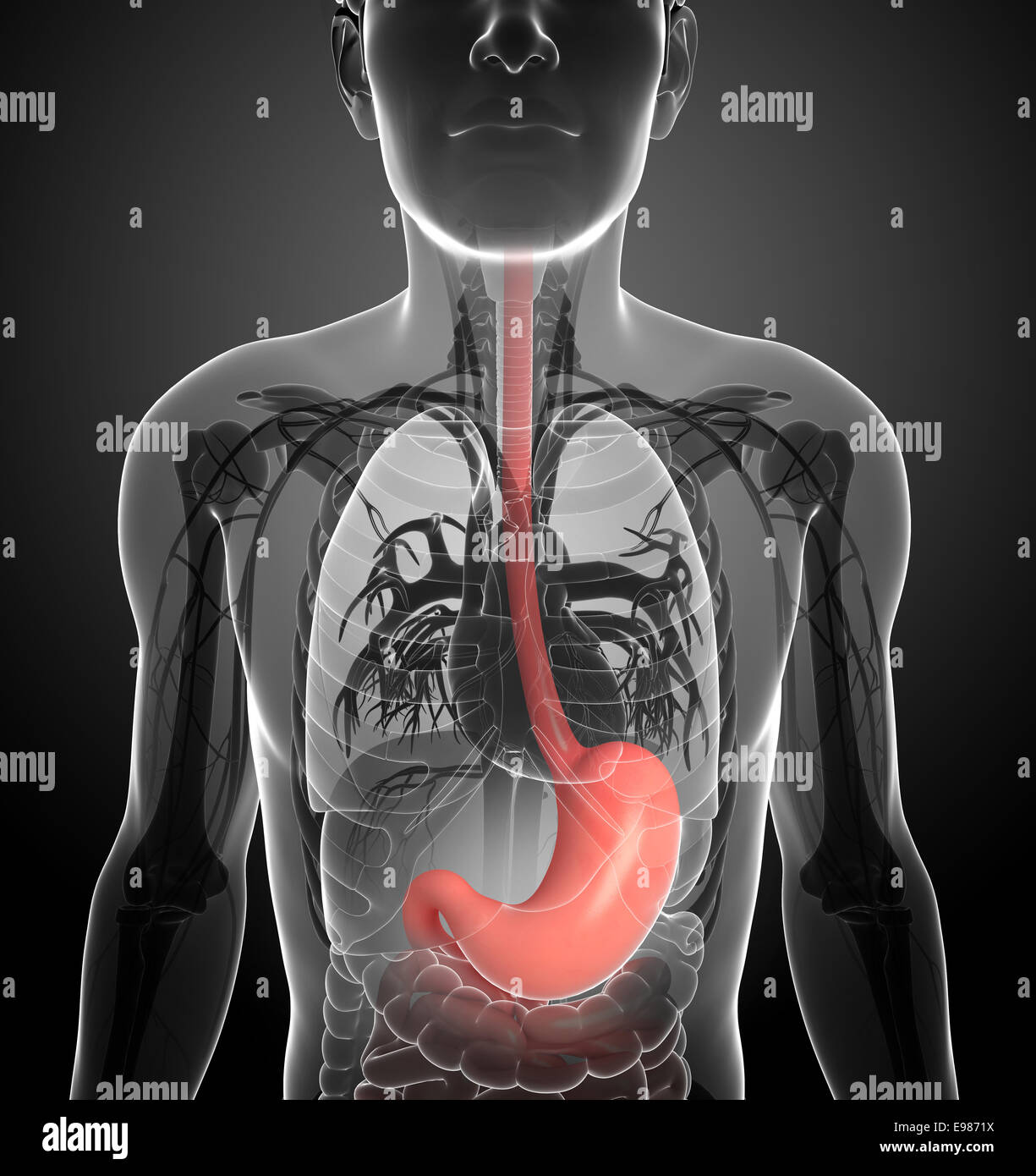 Illustration de l'homme anatomie de l'estomac Photo Stock - Alamy