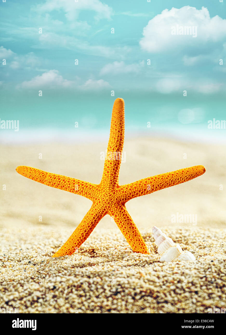 étoile de mer orange Banque de photographies et d’images à haute ...