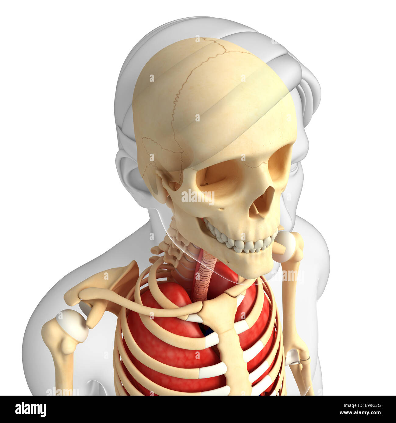 Anatomie humaine du cerveau moyen Banque de photographies et d’images à ...