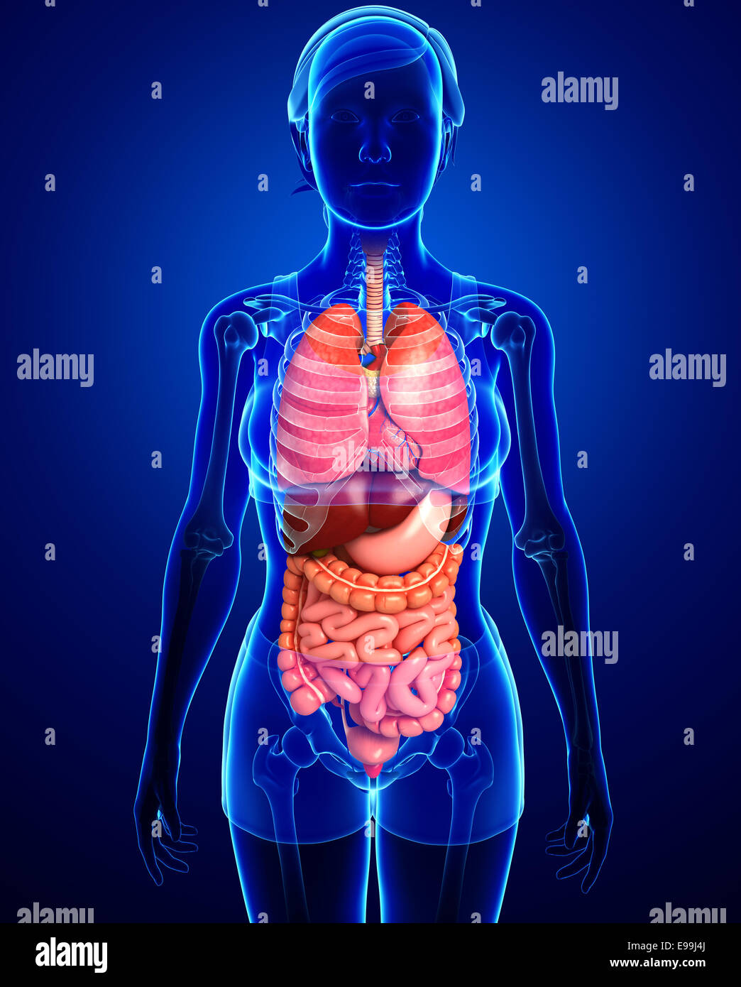 Illustration du système digestif femelle Photo Stock - Alamy