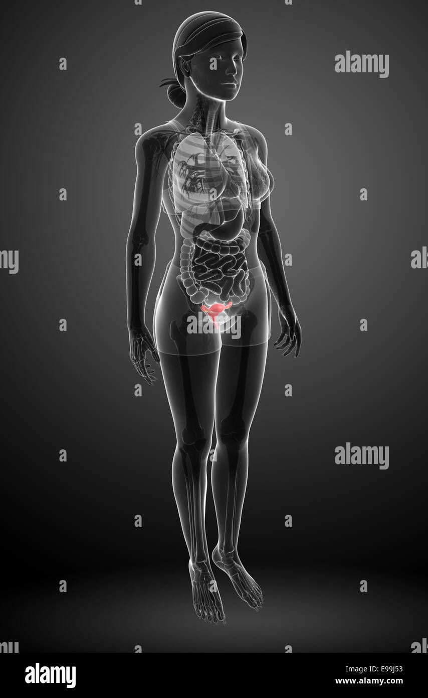 Illustration de l'anatomie de l'utérus féminin Photo Stock - Alamy