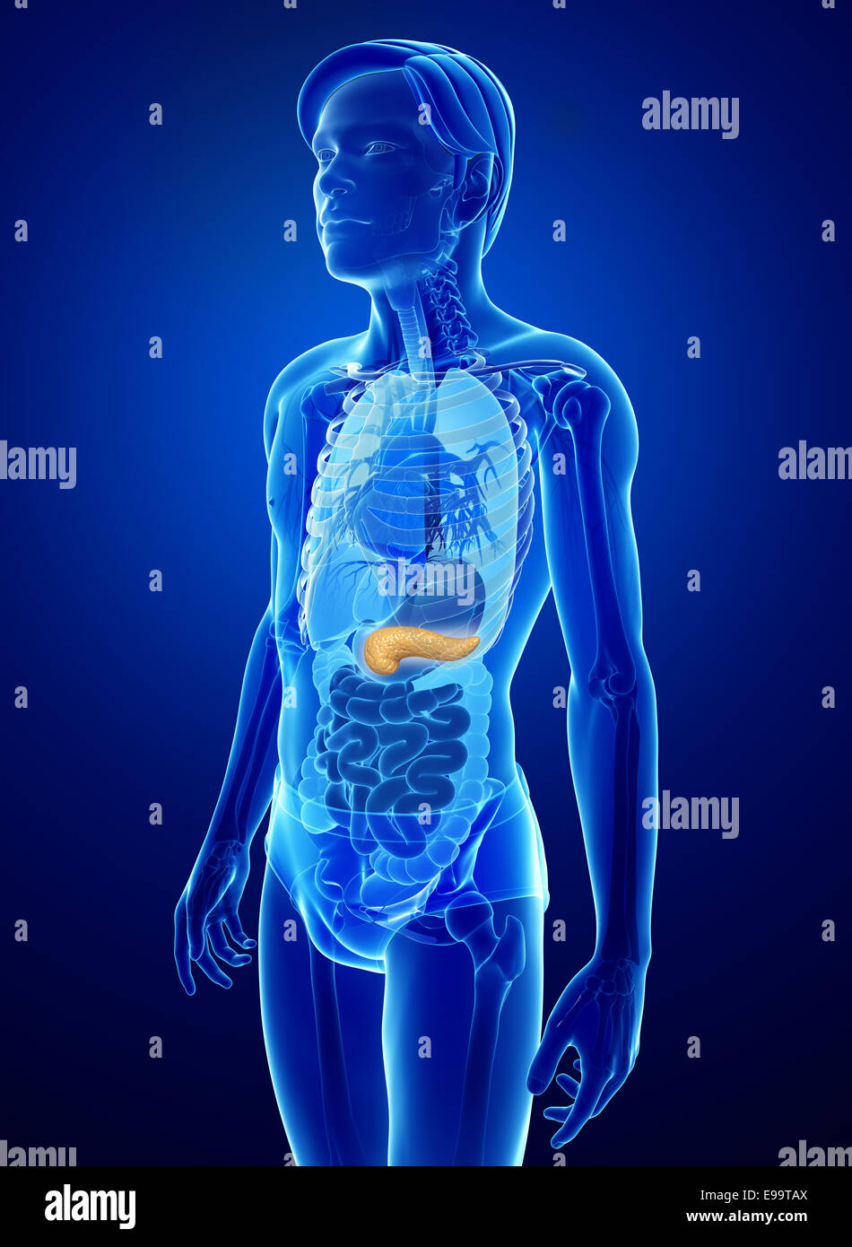 Illustration de l'homme anatomie du pancréas Photo Stock - Alamy