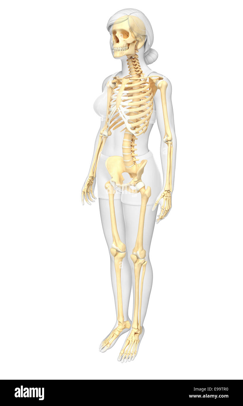 Anatomie du cou humain Banque d'images détourées - Alamy